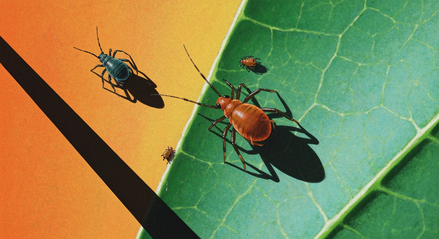 Ornamental Insecticide Use