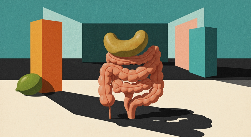 Digestive System Anatomy Explained