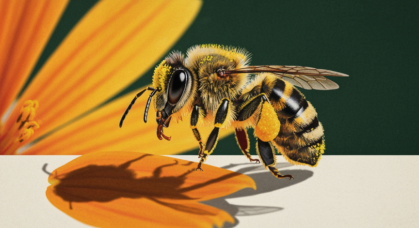 The Wonders of Pollination