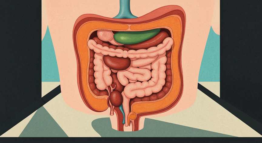 The Digestive System Explained