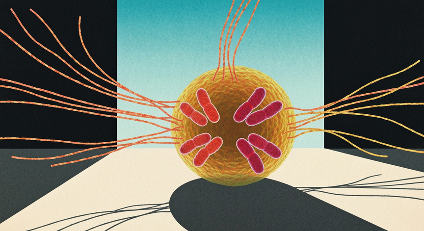 Prophase and Prometaphase - The Dance of Cell Division Mitosis Explained