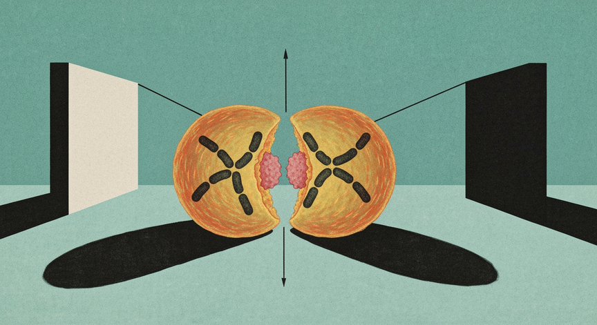 Study Guide - Understanding Mitosis The Cell Division Process