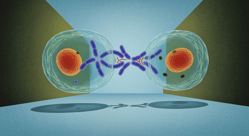 Comparing Cell Divisions - Stages of Mitosis and Meiosis - Stages of ...
