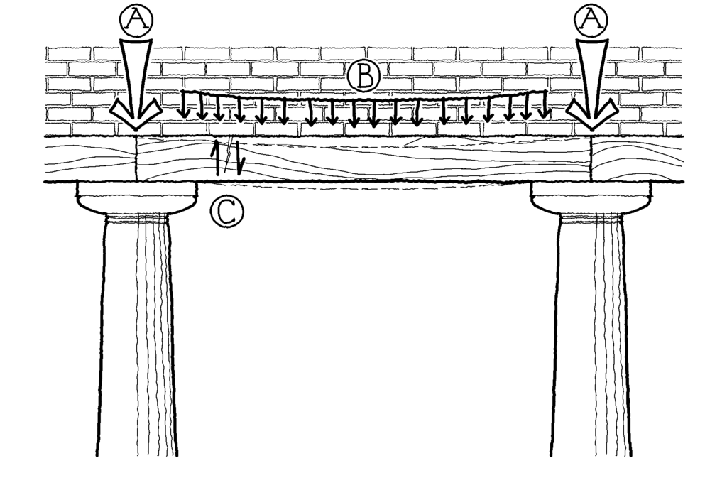 Functional Biomechanics - Advanced Anatomy of Limb Bones
