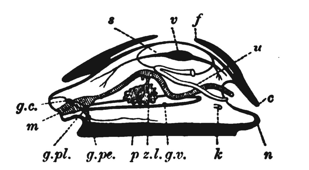 Invertebrate Physiological Adaptations - Advanced Animal Biology and ...