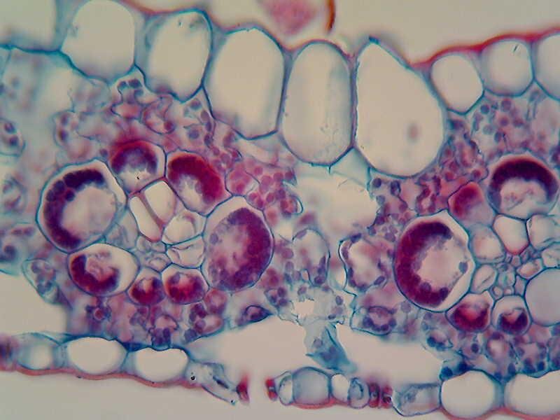C4 and CAM Pathways - Mechanisms of Photosynthesis and Plant ...