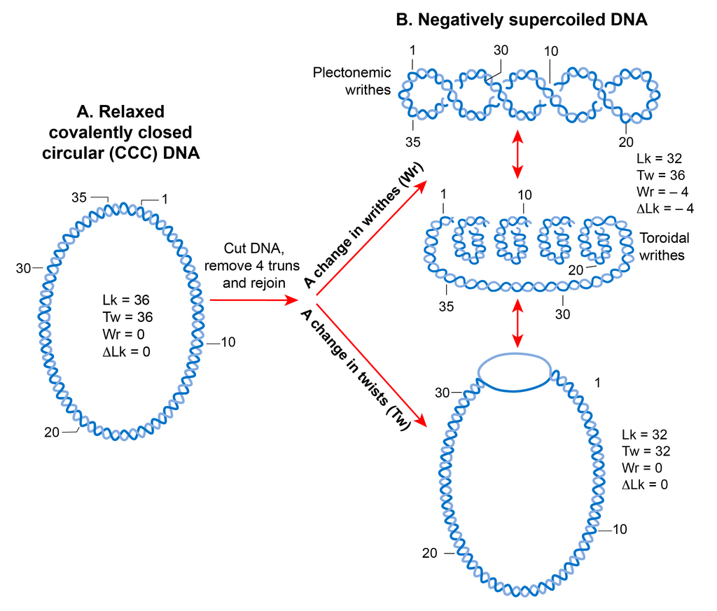 DNA to Protein Ang Recipe ng Buhay