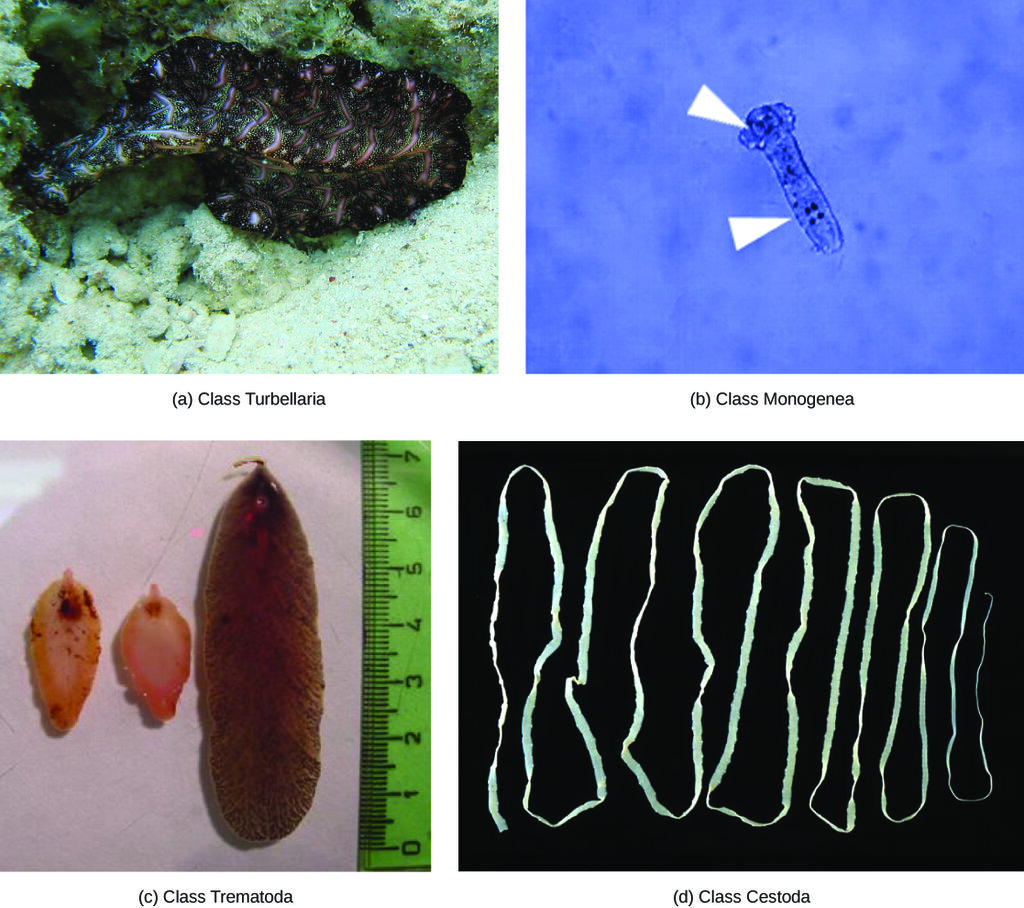 The World of Tapeworms