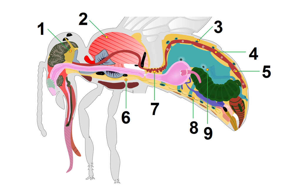 Biology of Bees