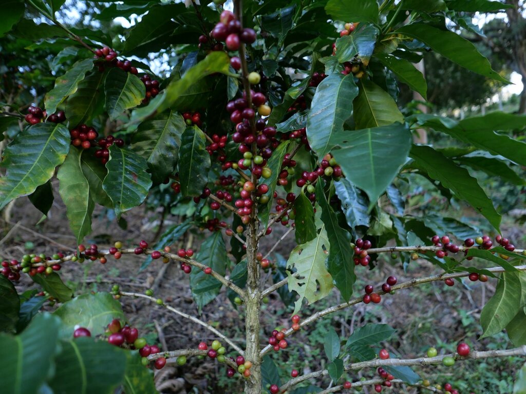 Variétés et sélection de l'Arabica - Les Fondations du Café Arabica