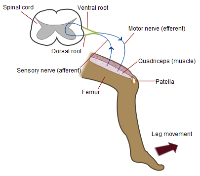 The Reflex Arc - Nervous System: H1 Mastery - Nervous System: H1 Mastery