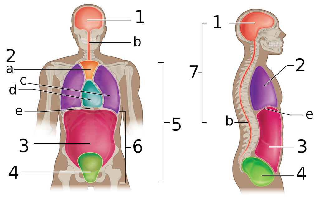Fundamentals of Human Anatomy