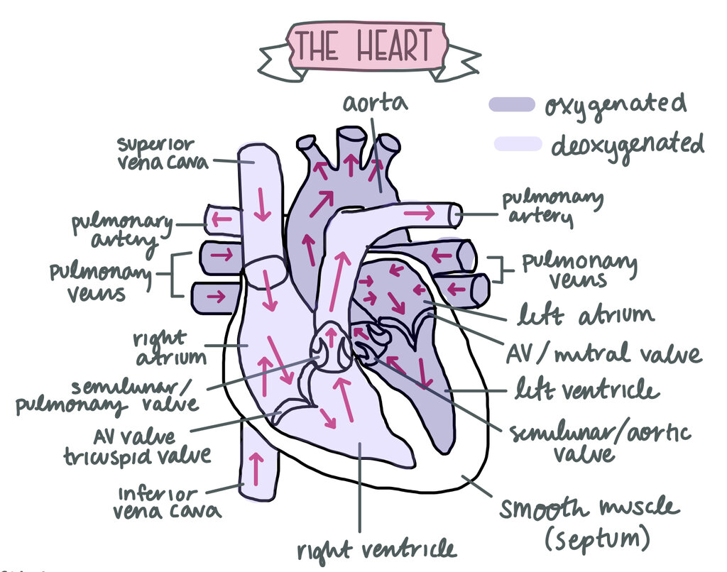 Circulatory System - Introduction to Human Anatomy - Introduction to ...