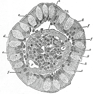 Intestinal Absorption of Lipid Digestion Products - Lipid Digestion and ...