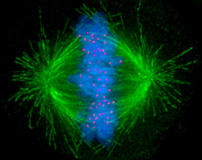 Prophase and Prometaphase - The Dance of Cell Division Mitosis Explained