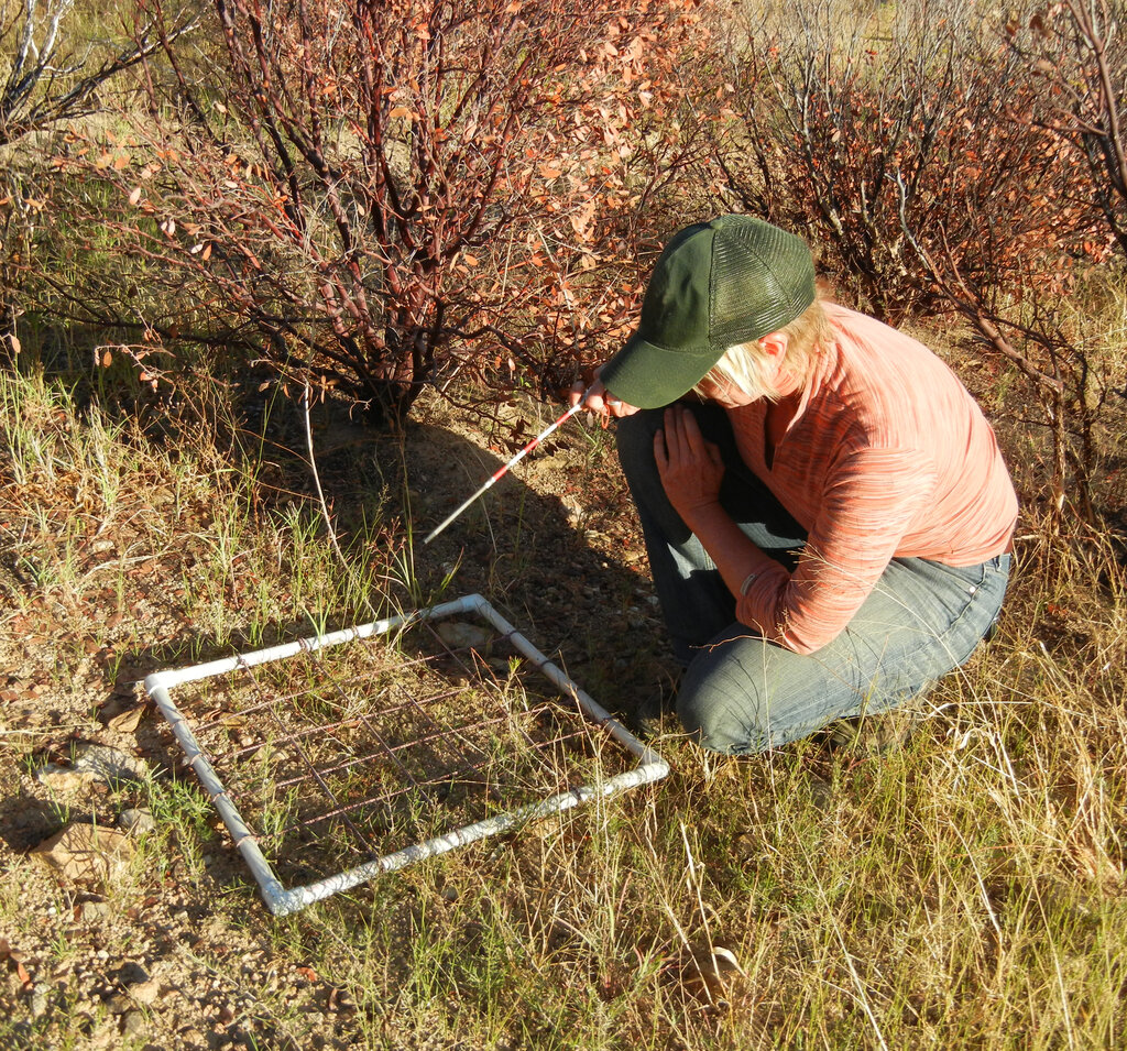 Data Cleaning - Excel for Ecological Data Analysis