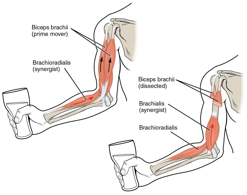 Forearm Hypertrophy and Grip Strength Mastery