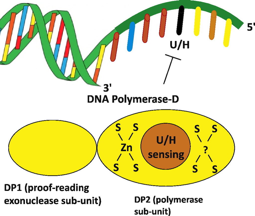 DNA to Protein Ang Recipe ng Buhay